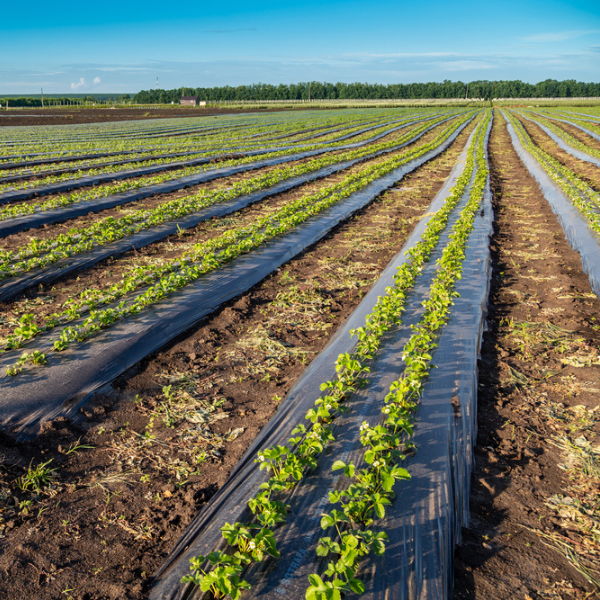 10 Mil Black Crawl Space Vapor Barrier | Farm Plastic Supply